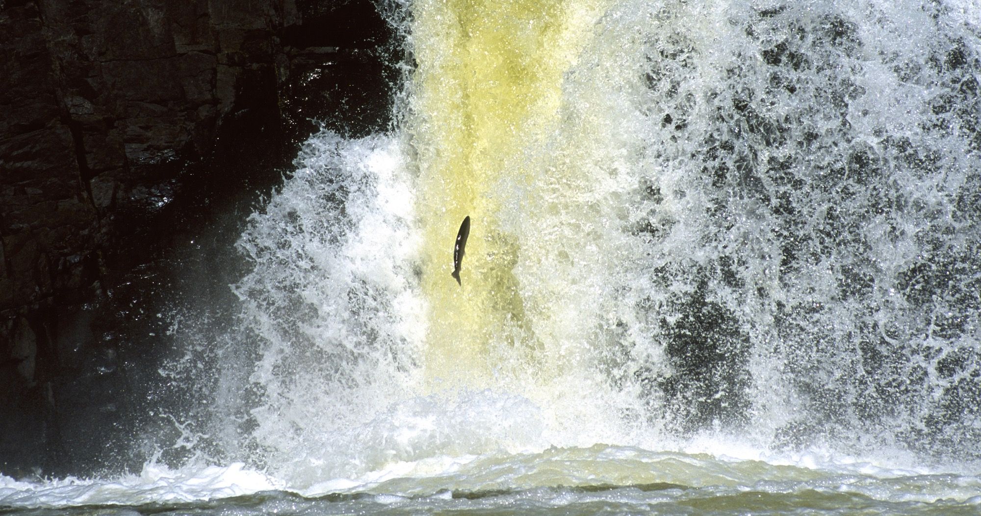 Lower Dean River Lodge - Image Galleries